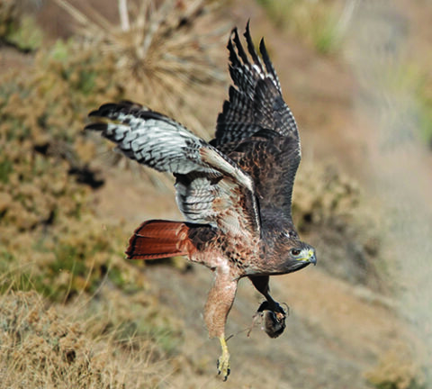 Birding In Colorado: A Fun Winter Activity - Glendale Cherry Creek ...